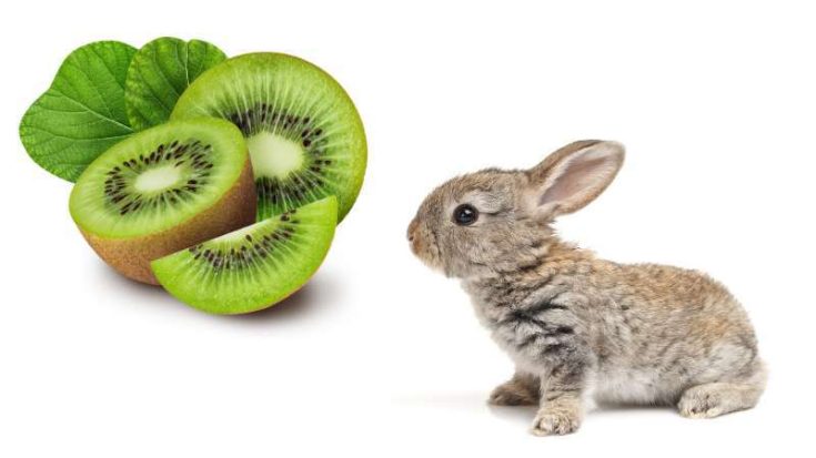 Can Rabbits Eat Kiwi? | Pet Diet Guide