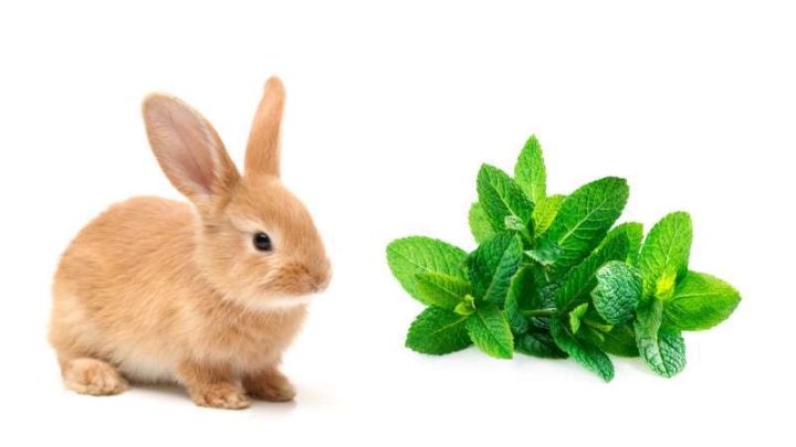 Can Rabbits Eat Mint? | Pet Diet Guide