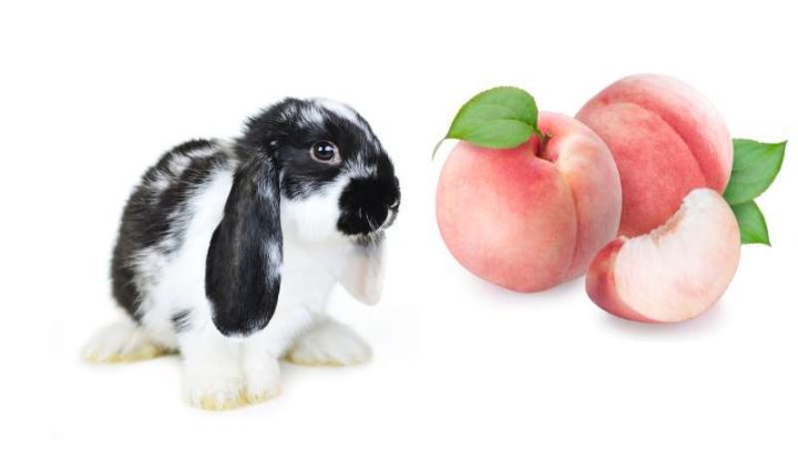 Can Rabbits Eat Peaches? | Pet Diet Guide