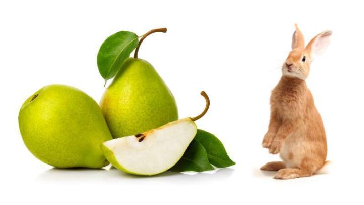 Can Rabbits Eat Pears? | Pet Diet Guide