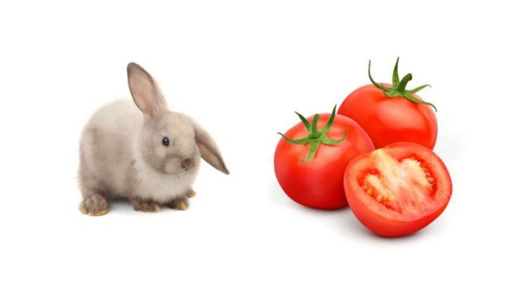 Can Rabbits Eat Tomatoes? | Pet Diet Guide