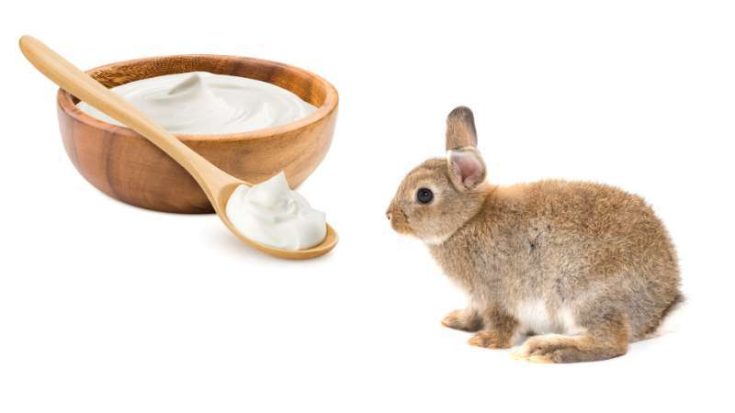 Can Rabbits Eat Yogurt? | Pet Diet Guide
