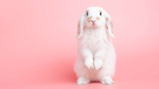 Can Rabbits Eat Rhubarb? | Pet Diet Guide
