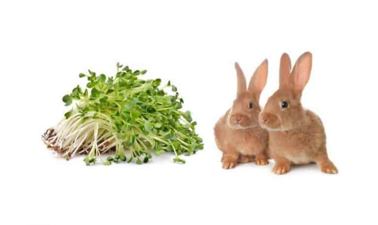 Can Rabbits Eat Alfalfa? – Pet Diet Guide