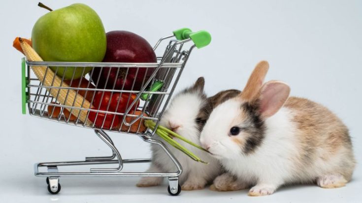 Can Rabbits Eat Apples? | Pet Diet Guide