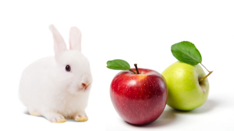 Can Rabbits Eat Apples? | Pet Diet Guide