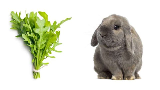 Can Rabbits Eat Arugula? | Pet Diet Guide