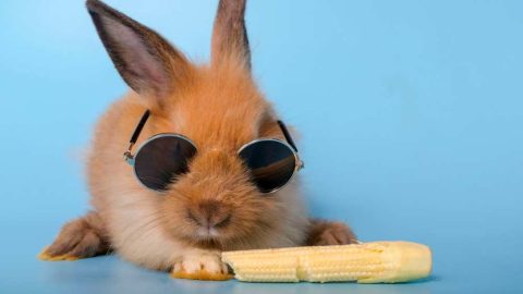 Can Rabbits Eat Baby Corn? | Pet Diet Guide
