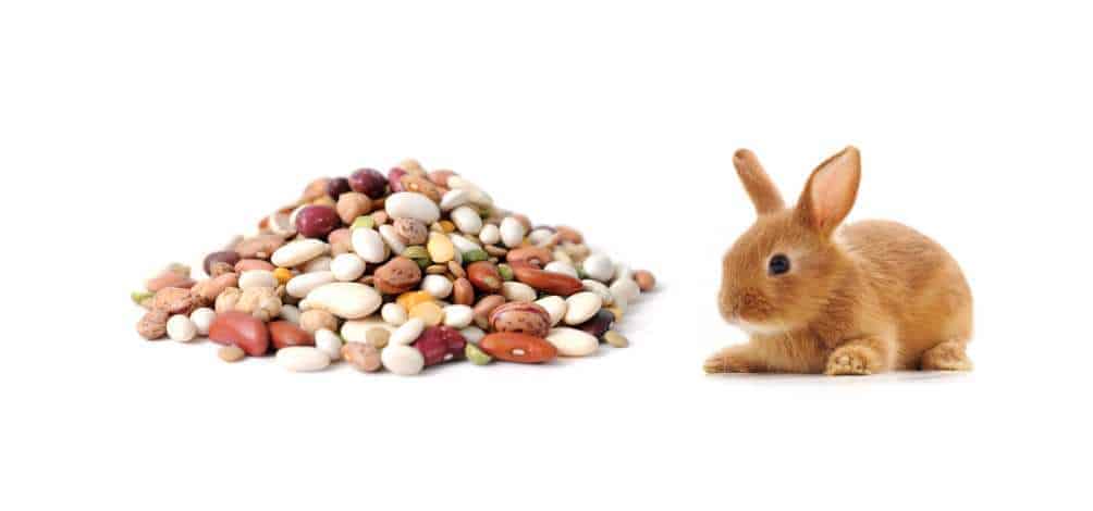 Can Rabbits Eat Beans? | Pet Diet Guide