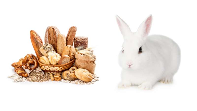 Can Rabbits Eat Bread? | Pet Diet Guide