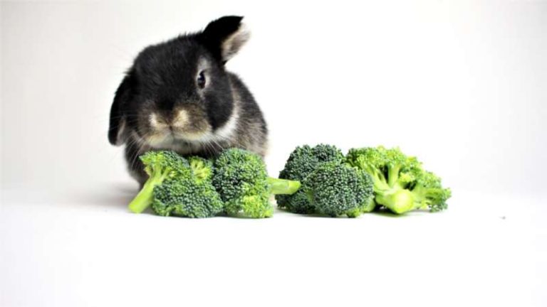 Can Rabbits Eat Broccoli? | Pet Diet Guide