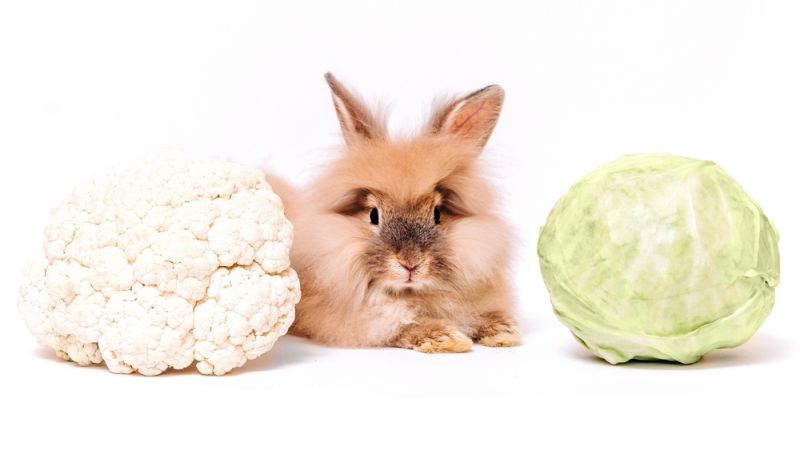 Can Rabbits Eat Cabbage? | Pet Diet Guide