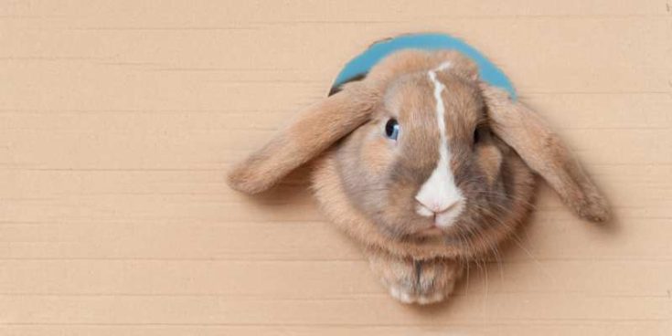 Can Rabbits Eat Cardboard? | Pet Diet Guide