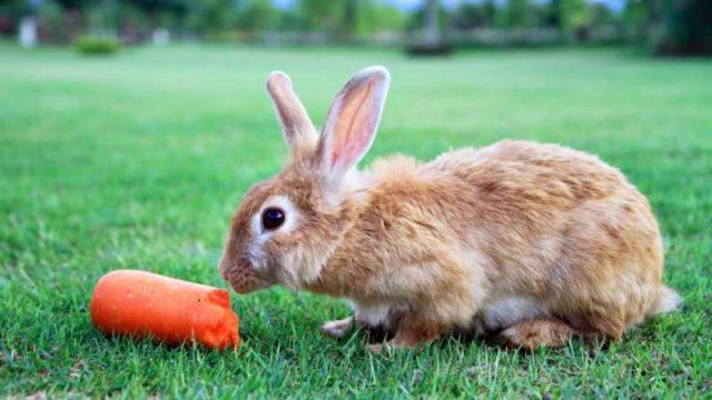 Can Rabbits Eat Carrots? | Pet Diet Guide