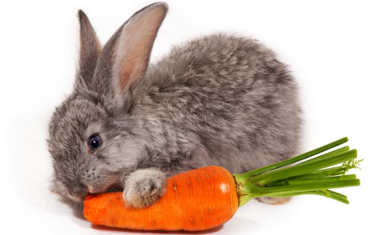 Can Rabbits Eat Carrots? | Pet Diet Guide