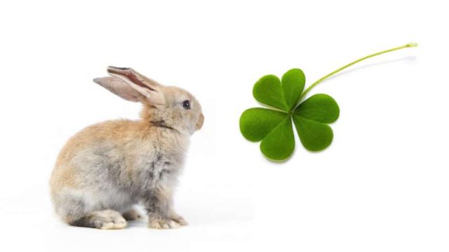 Can Rabbits Eat Clover? | Pet Diet Guide