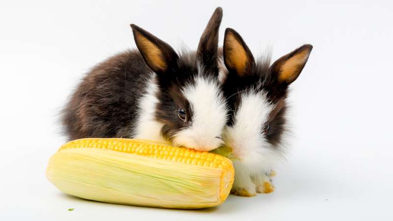 Can Rabbits Eat Corn? | Pet Diet Guide