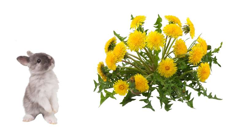 Can Rabbits Eat Dandelions? | Pet Diet Guide