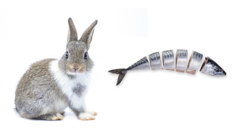Can Rabbits Eat Fish? | Pet Diet Guide
