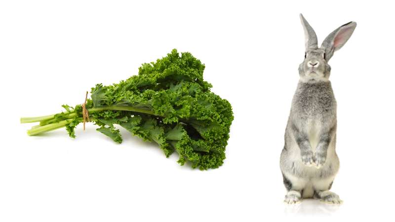Can Rabbits Eat Kale? | Pet Diet Guide