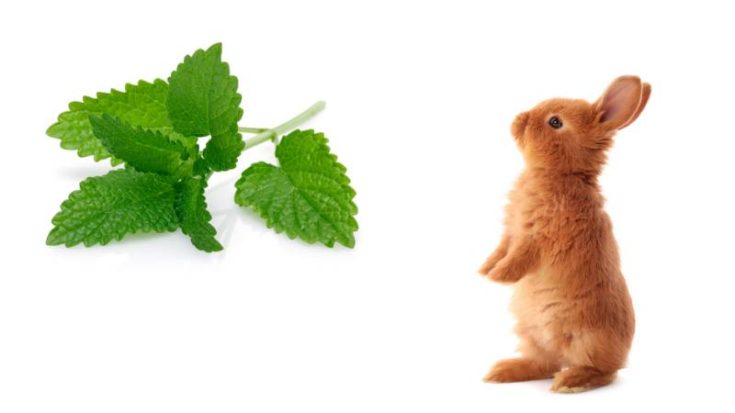 Can Rabbits Eat Lemon Balm? | Pet Diet Guide