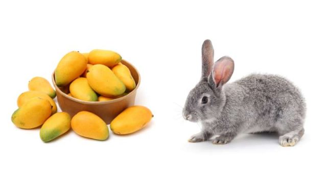 Can Rabbits Eat Mango? | Pet Diet Guide
