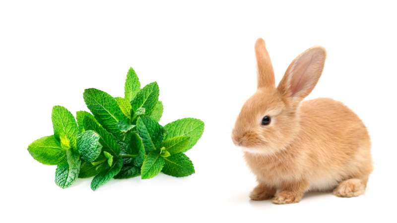 Do Rabbits Eat Mint
