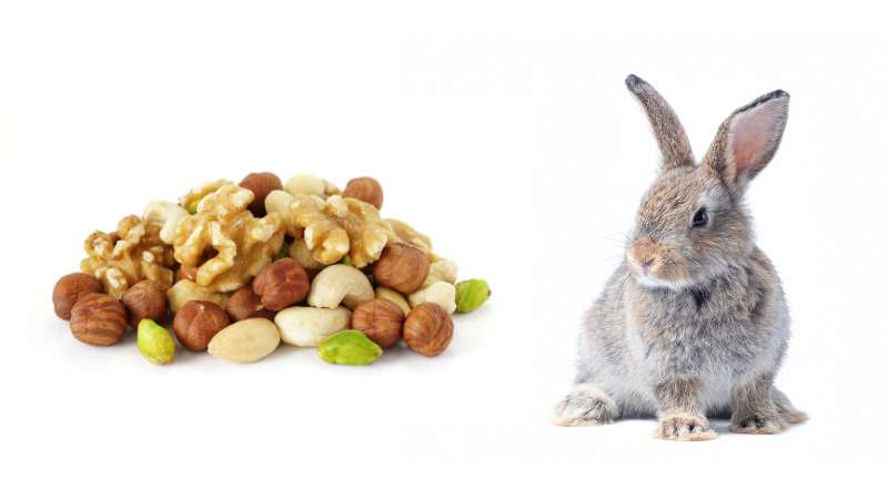 Can Rabbits Eat Nuts? | Pet Diet Guide