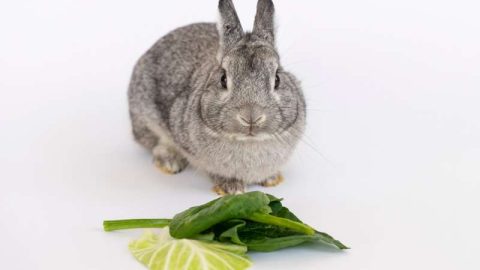 Can Rabbits Eat Spinach? | Pet Diet Guide