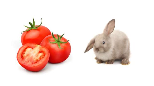 Can Rabbits Eat Tomatoes? | Pet Diet Guide