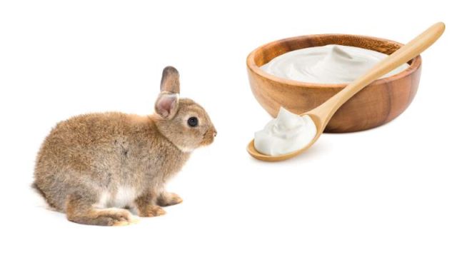 Can Rabbits Eat Yogurt? | Pet Diet Guide