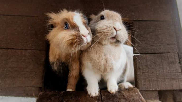 Can Rabbits Eat Avocado? Risks, Problems & A Full Guide | Pet Diet Guide