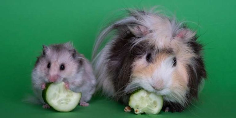 Can Hamsters Eat Cucumbers? | Pet Diet Guide