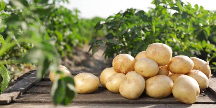 Can Guinea Pigs Eat Potatoes? | Pet Diet Guide