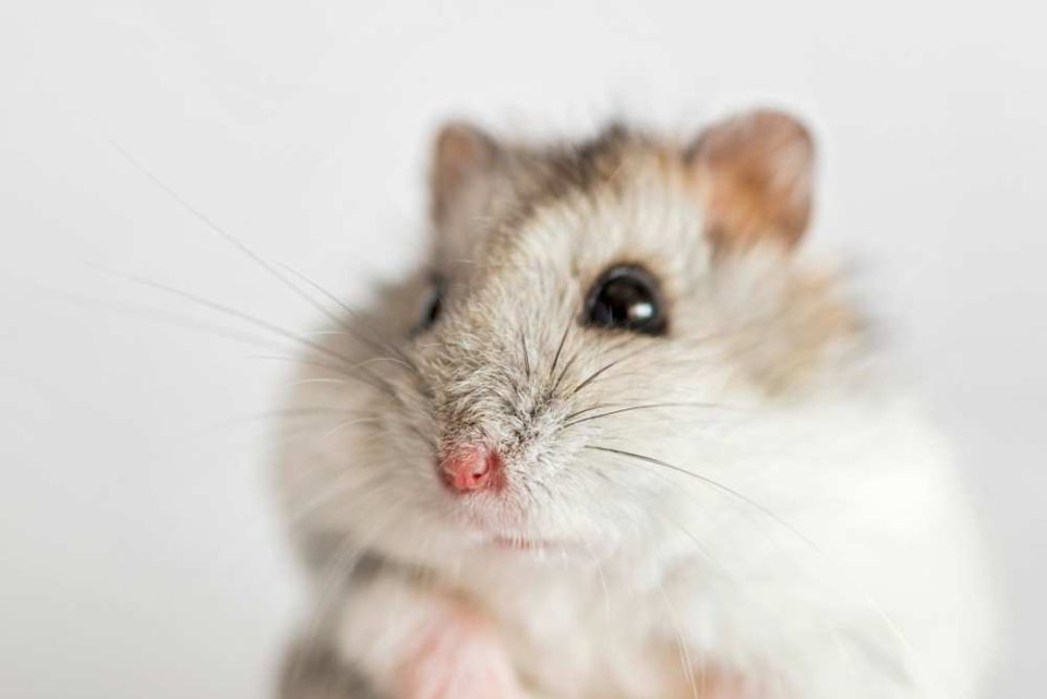 Can Hamsters Eat Pomegranate? Pomegranate Seeds? | Pet Diet Guide