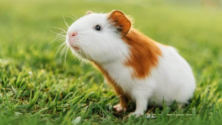 Can Guinea Pigs Eat Salt? | Pet Diet Guide