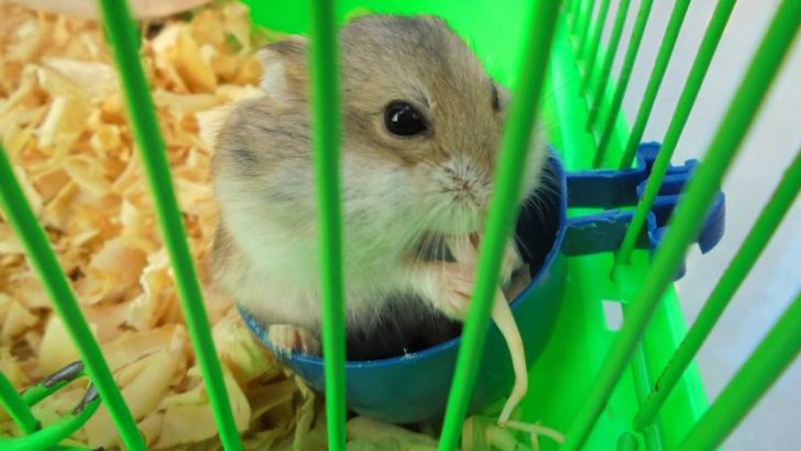 Can Hamsters Eat Bean Sprouts? | Pet Diet Guide