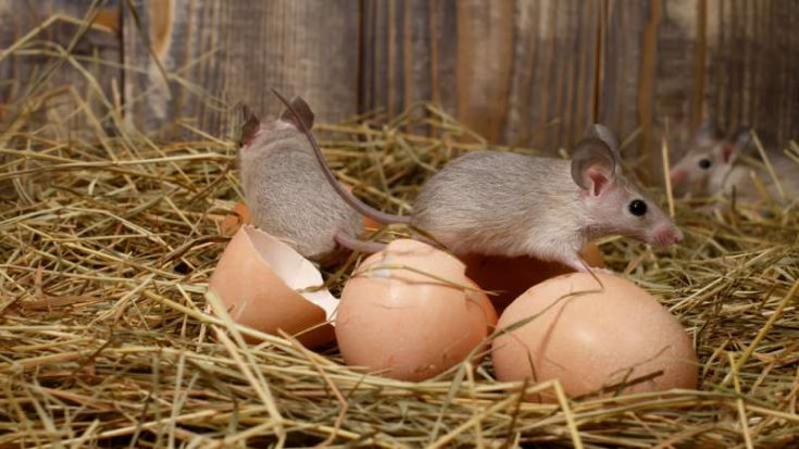 Can Chickens Eat Mice? | Pet Diet Guide