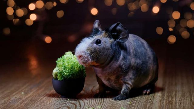 Can Guinea Pigs Eat Broccoli? | Pet Diet Guide