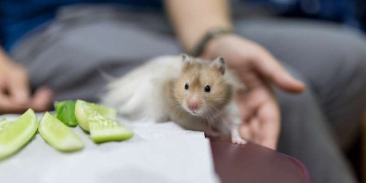Can Hamsters Eat Cucumbers? | Pet Diet Guide