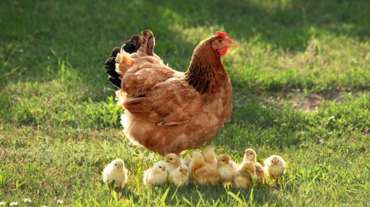 Can Chickens Eat Candy? | Pet Diet Guide