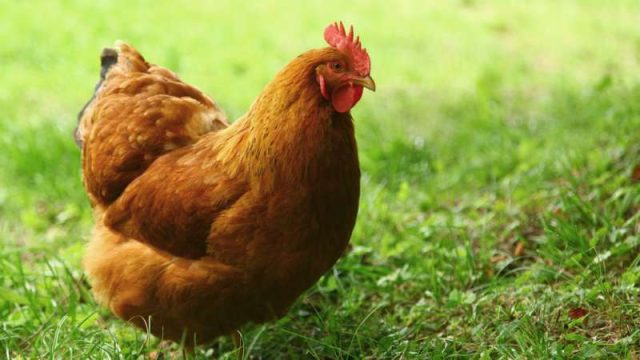 Can Chickens Eat Chocolate? | Pet Diet Guide