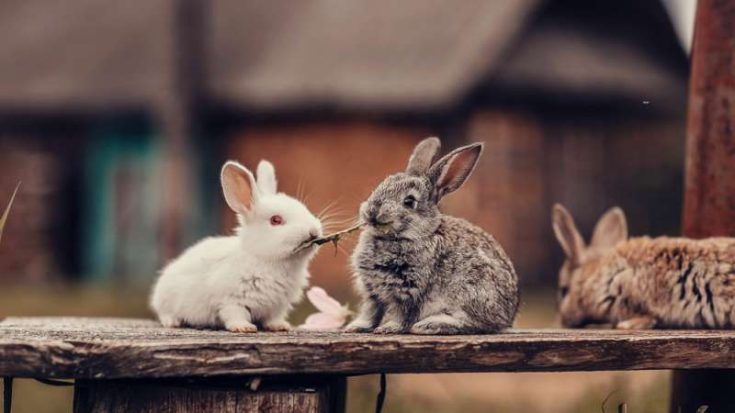 Can Rabbits Eat Nuts? | Pet Diet Guide