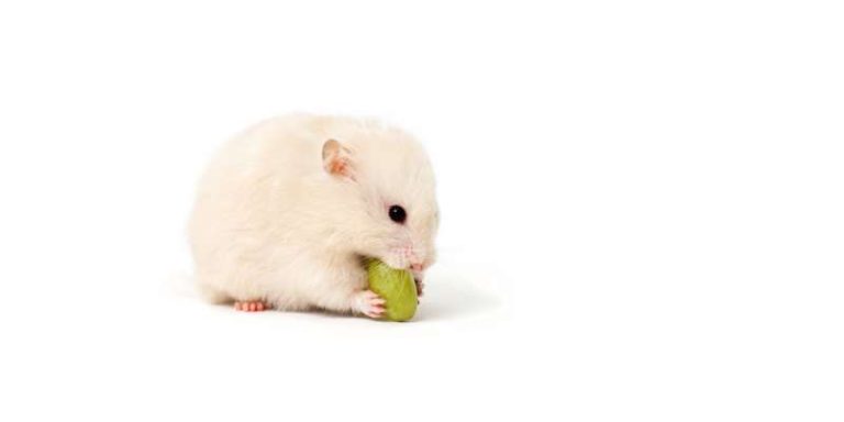 Can Hamsters Eat Grapes? | Pet Diet Guide