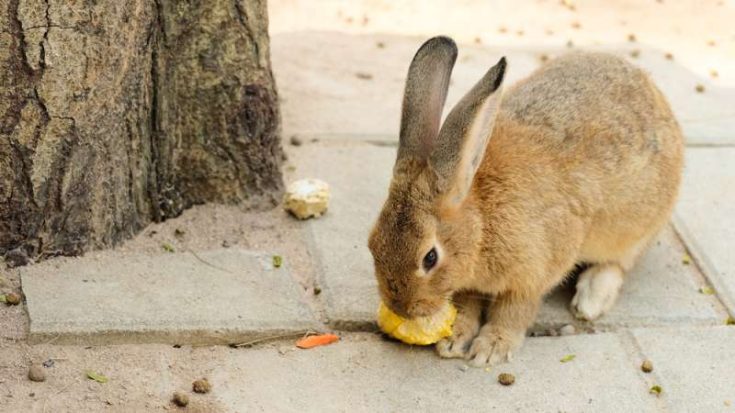Can Rabbits Eat Corn? | Pet Diet Guide