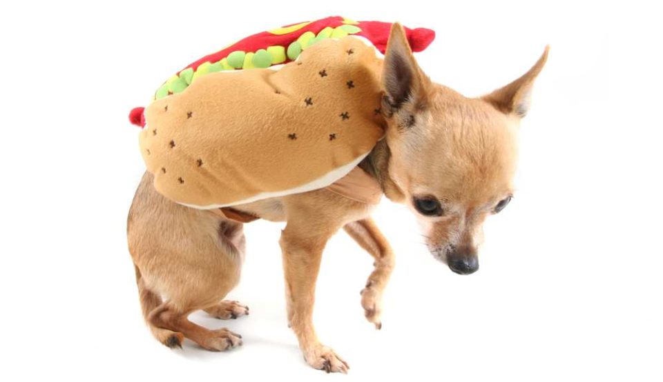 Can Dogs Eat Hot Dogs? Are Hot Dogs Bad For Dogs? | Pet Diet Guide