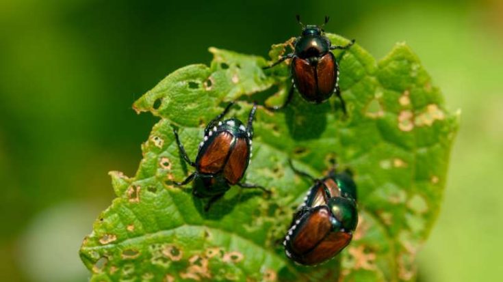 Can Chickens Eat Beetles? | Pet Diet Guide