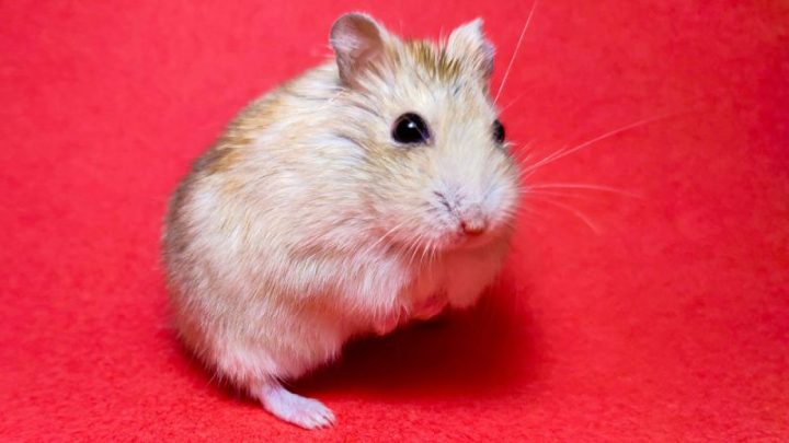 Can Hamsters Eat Blueberries? | Pet Diet Guide