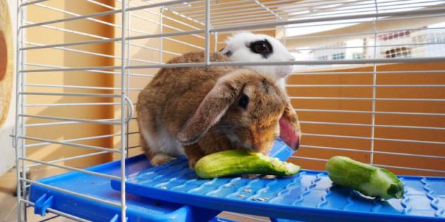 Can Rabbits Eat Cucumbers? | Pet Diet Guide