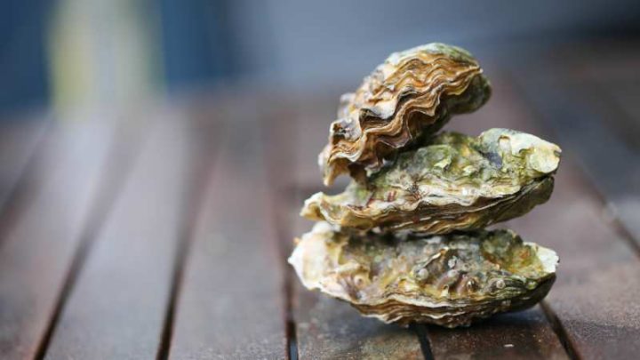 Can Chickens Eat Oyster Shells? | Pet Diet Guide
